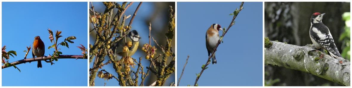 The Big Garden Birdwatch - ECO Action WAM